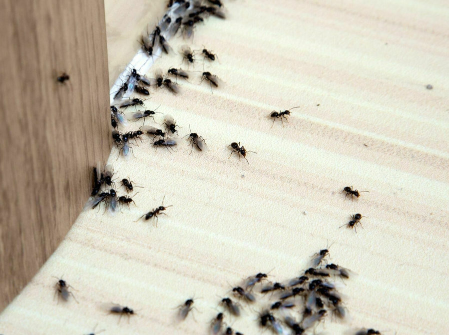 Golf Capital Termite Experts: Home & Garden Services in Florida, United ...