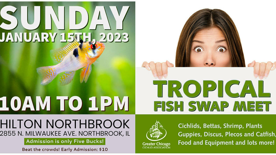 Tropical Fish Swap Meet, Sunday, 15 Jan 2023 - Hilton Chicago ...