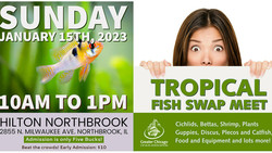 Tropical Fish Swap Meet, Sunday, 15 Jan 2023 - Hilton Chicago ...